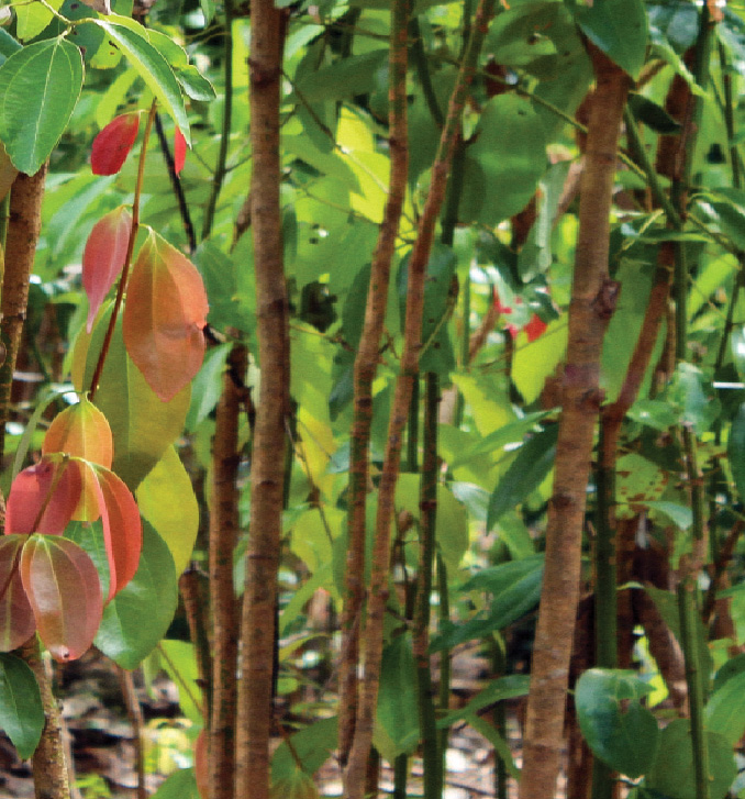 About - Kurundu - Ceylon Cinnamon